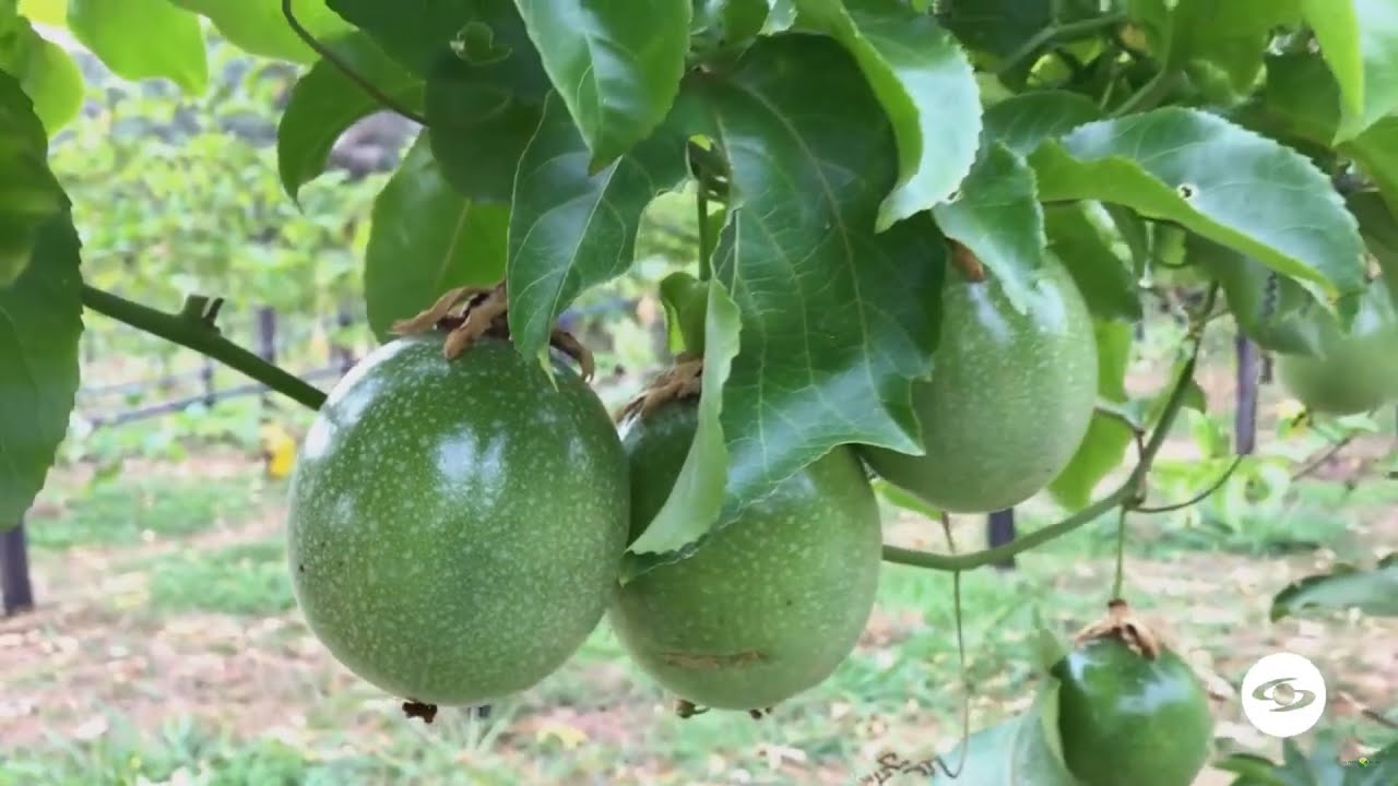 Agricultura: así puede cultivar maracuyá a través de métodos orgánicos ...