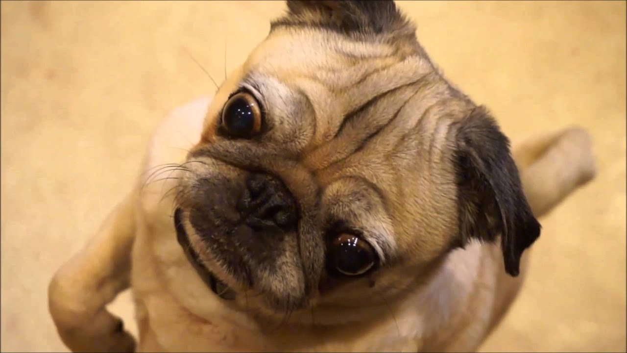 Pudge Dog - YouTube