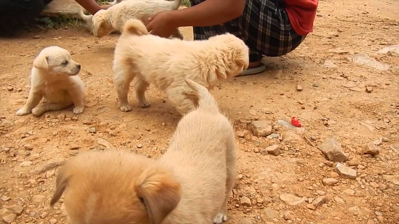 Bhutan Puppies for Diana - YouTube