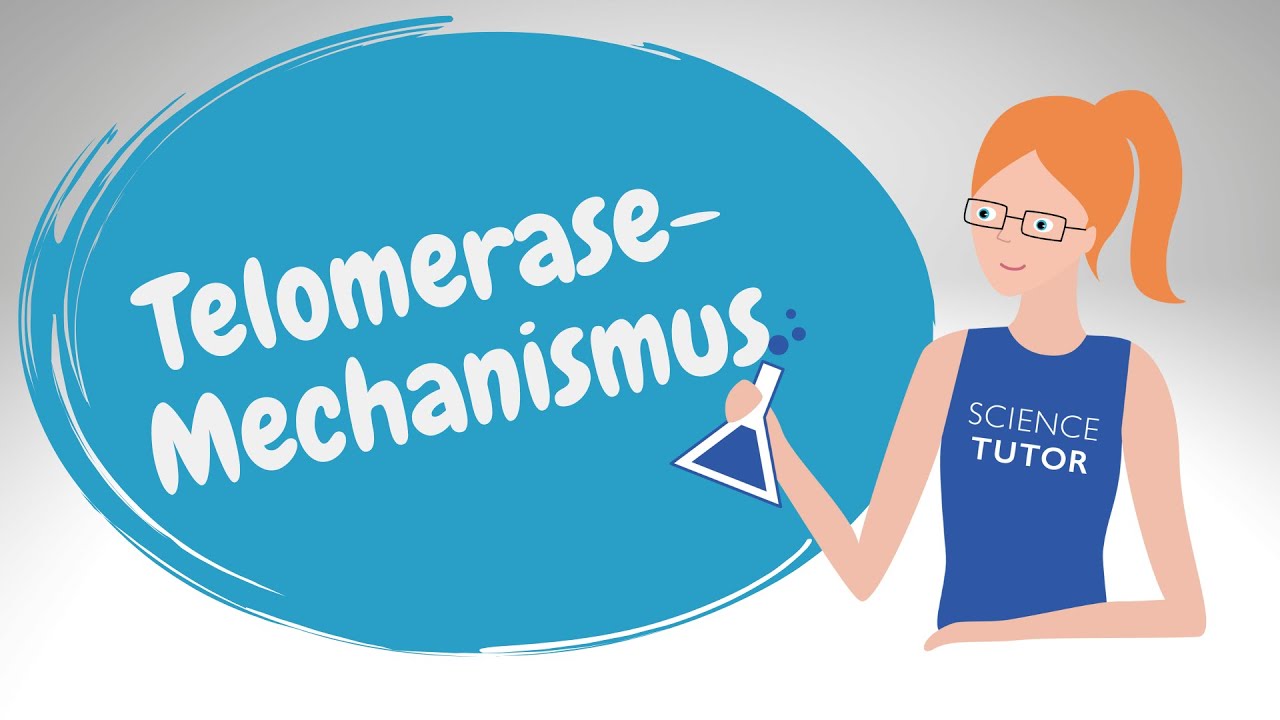Telomere - Mechanismus der Telomerase - YouTube