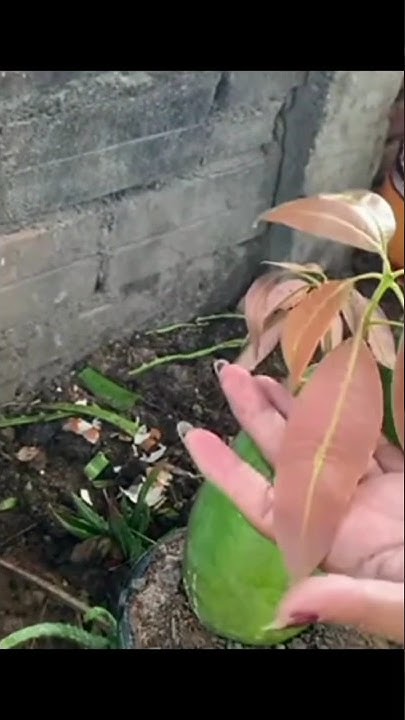 Unique skill Growing Mango Tree Using onions With Quick and Techniques #short 🎋🥭🌴 - YouTube