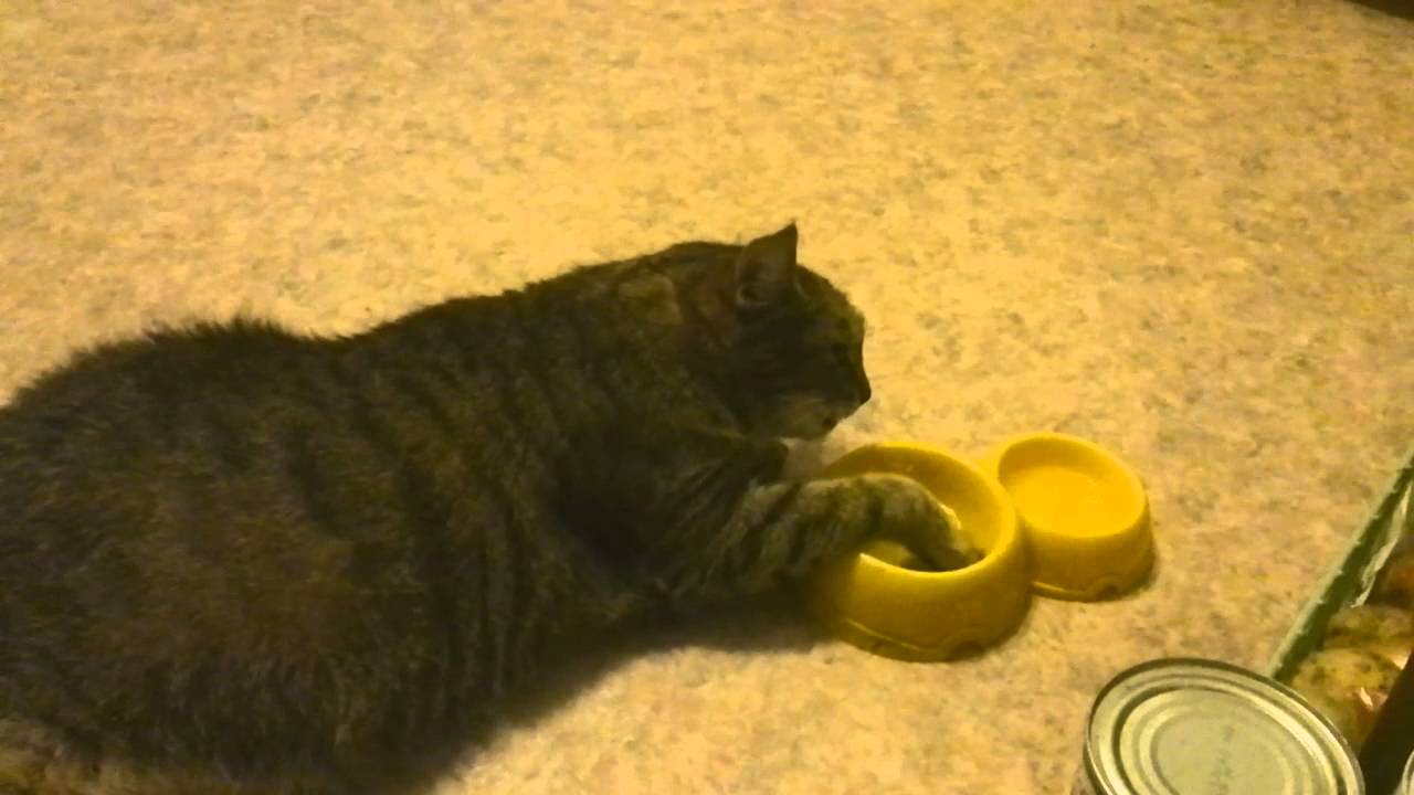lazy fat cat drinks water with it's paw - YouTube