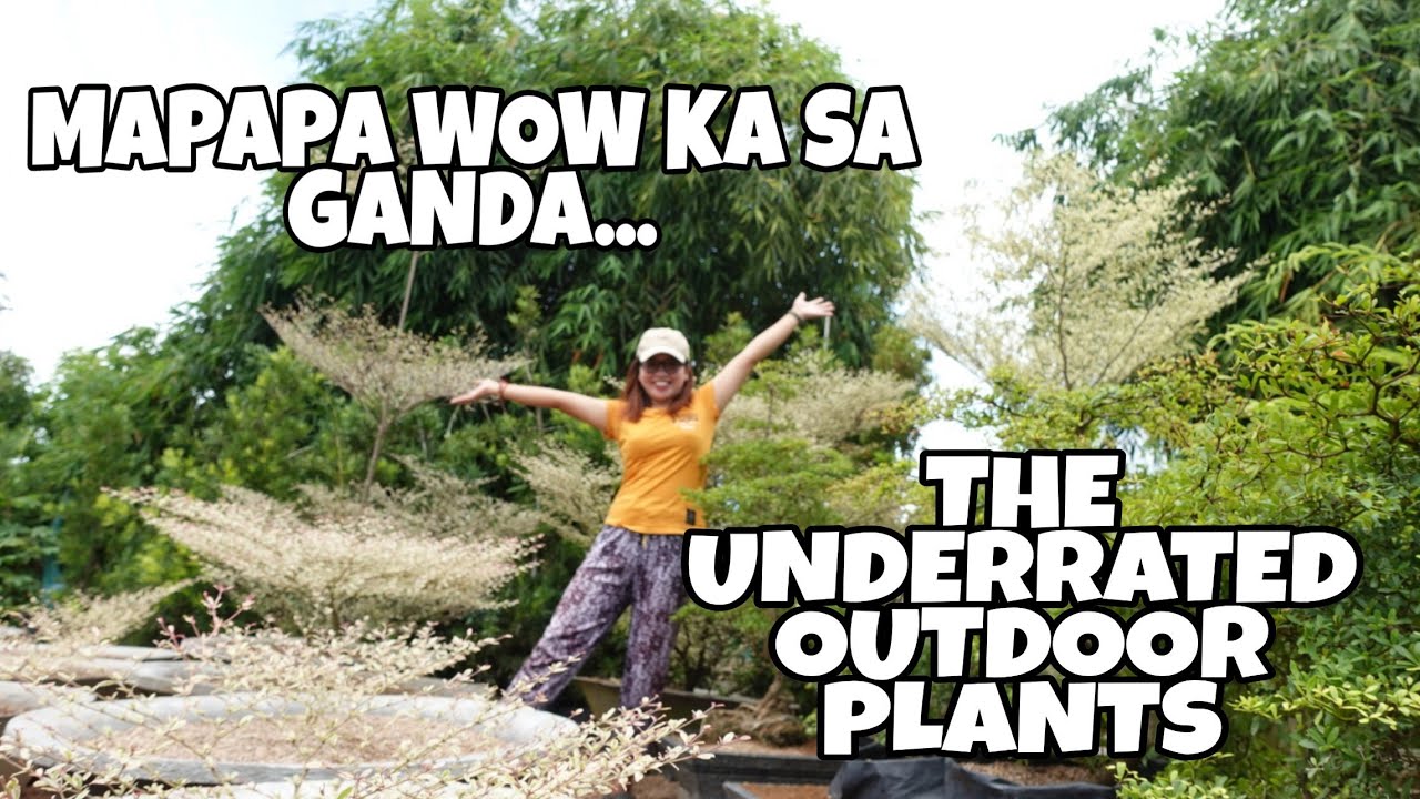 THINGS YOU NEED TO KNOW ABOUT AFRICAN TALISAY THE UNDERRATED OUTDOOR ...