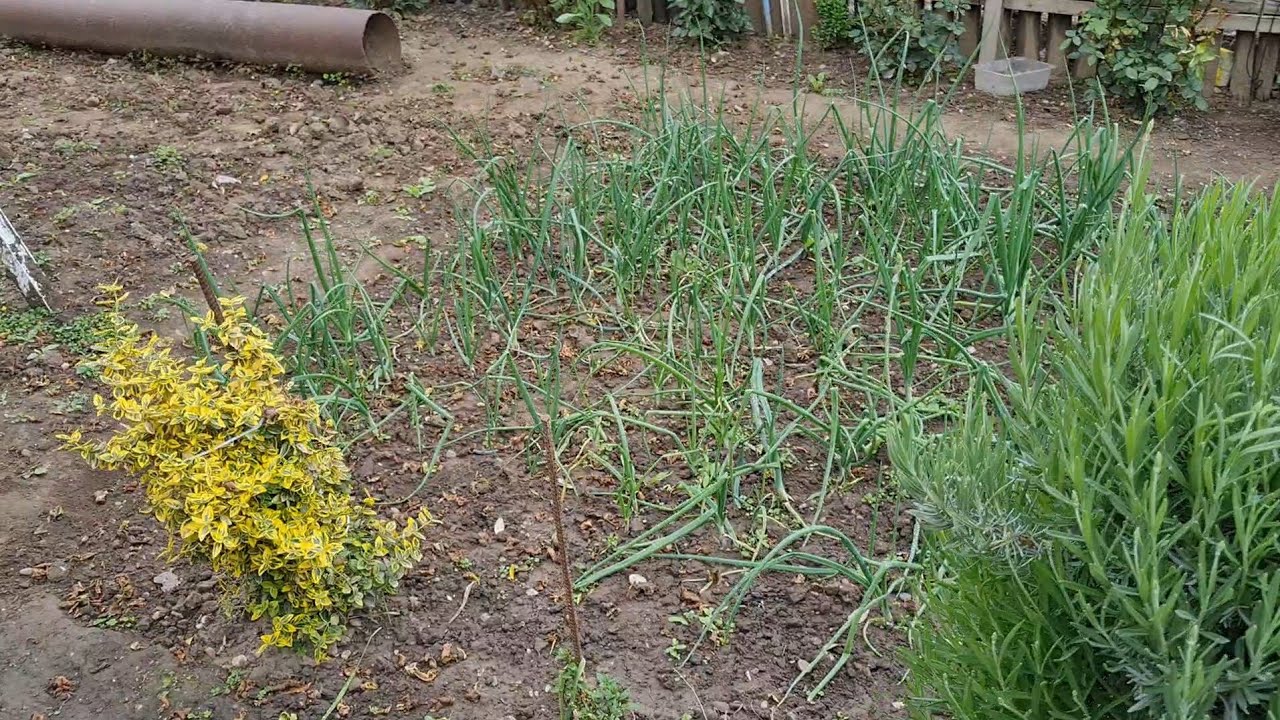 STARTED PLANTING FOR THE SUMMER AND GROCERY HAULING From byenan - YouTube