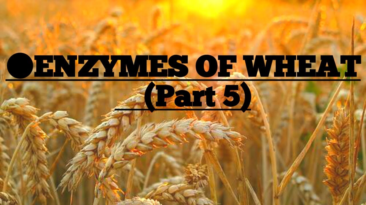 Enzymes of wheat. Cereals and millet technology, Preapartion of food ...