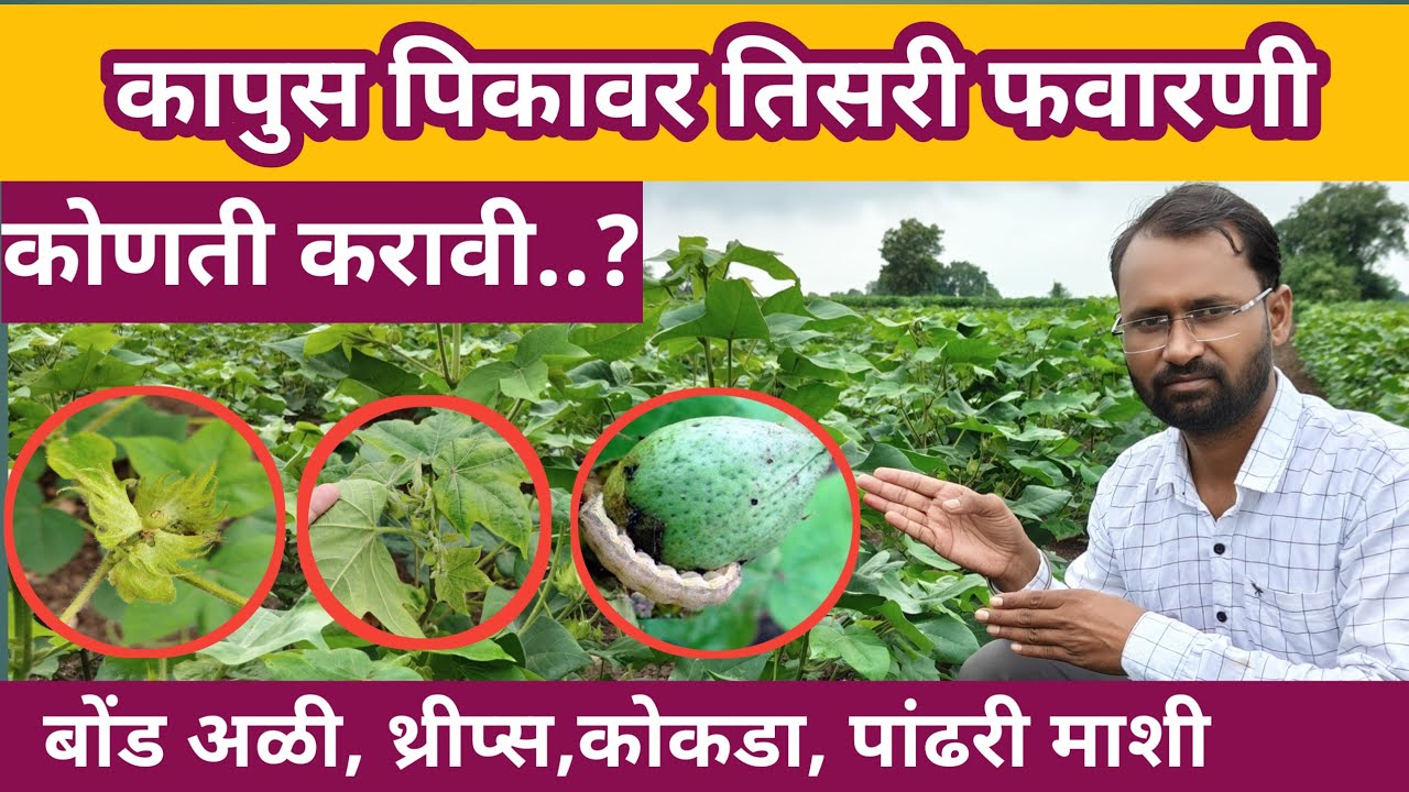 कापुस तिसरी फवारणी बोंड अळी, थ्रीप्स,हिरवे तुडतुडे Kapus tisari favarni ...