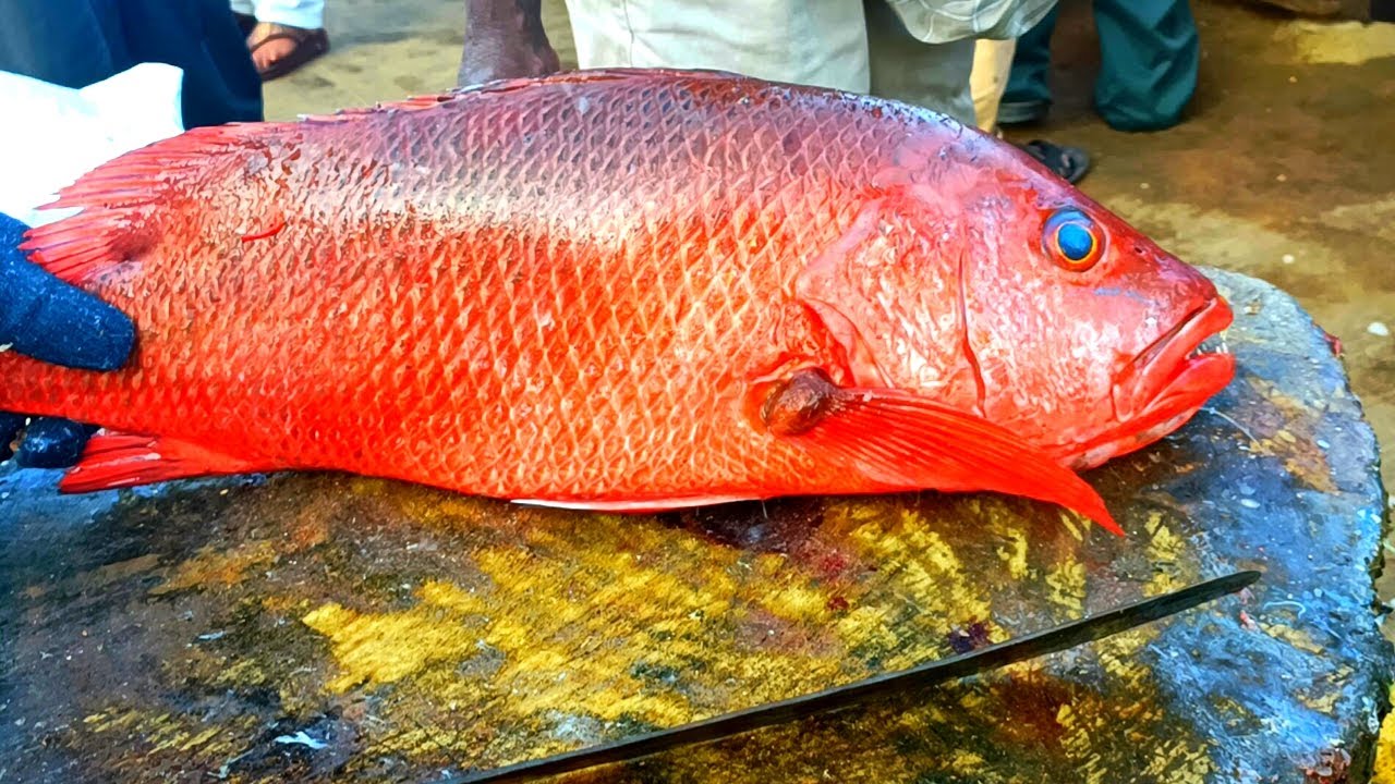 Beautiful Red Snapper Fish Cutting / India Fish Market / Fish Price ...