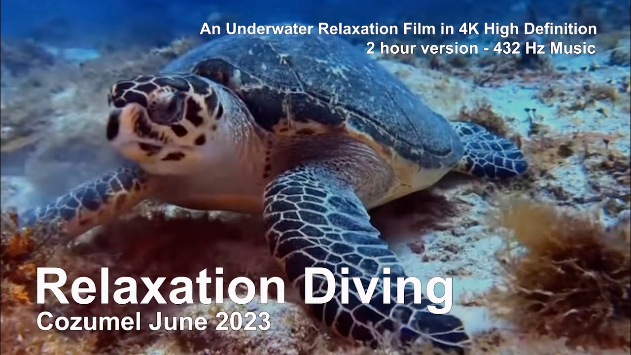 RELAXATION DIVING - Cozumel June 2023 with Sharky’s Scuba Cozumel - YouTube