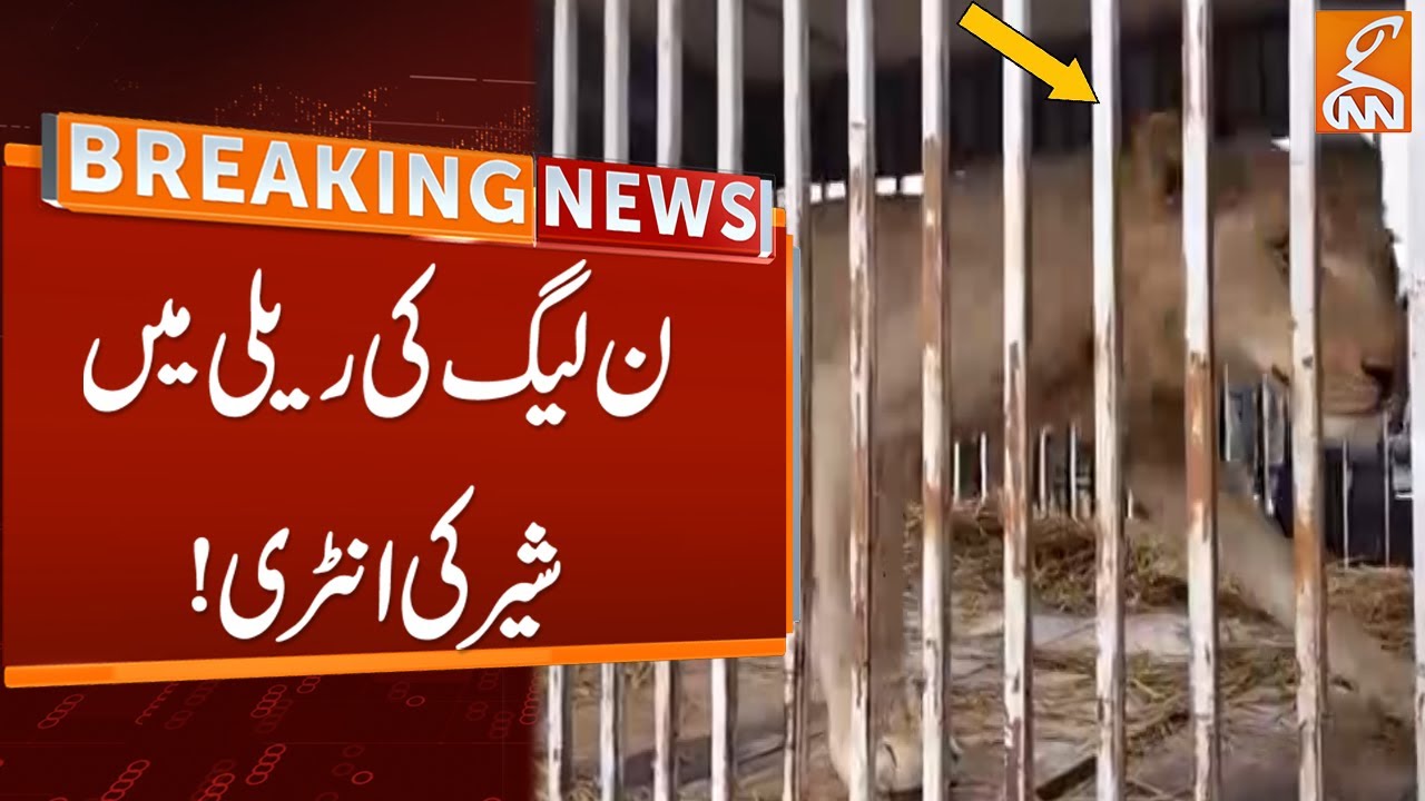 Watch: Lion Entry In PML-N Rally | Breaking News | GNN