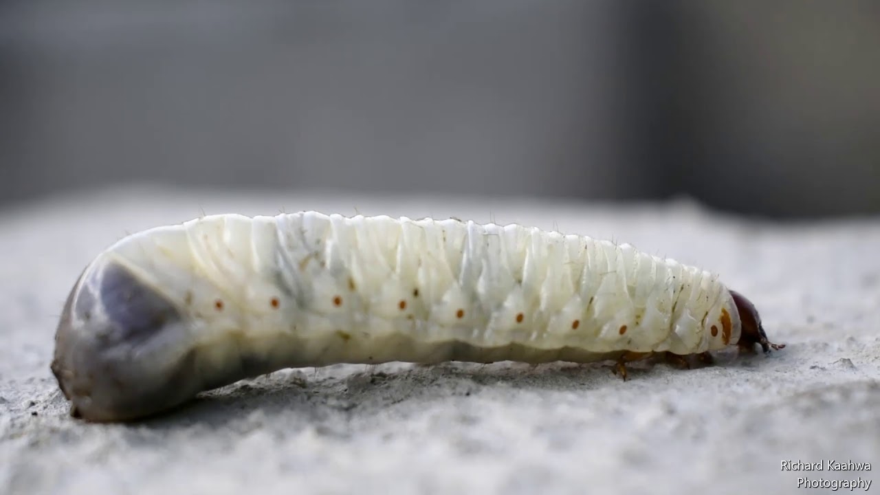 Richard Kaaahwa Photography - White grub "Scarab Beetle Larvae" - YouTube
