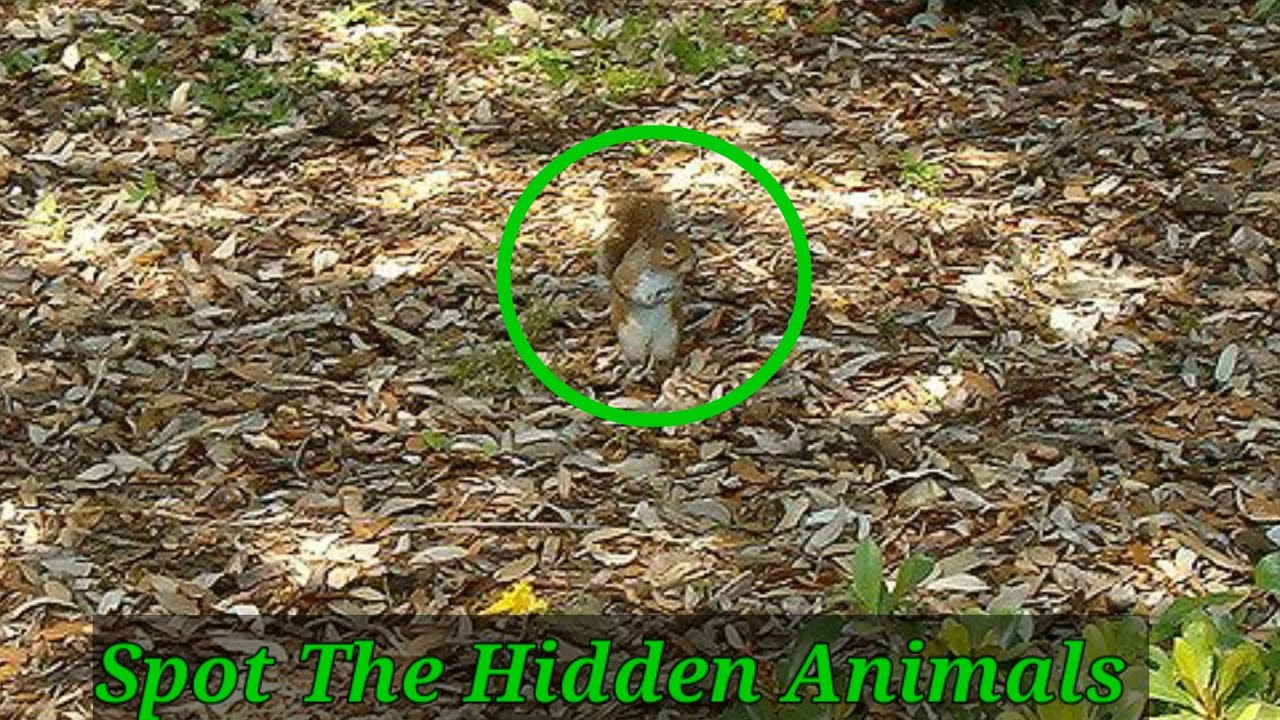 Only 1% People Can Find The Hidden Animal Riddles | Spot The Hidden ...