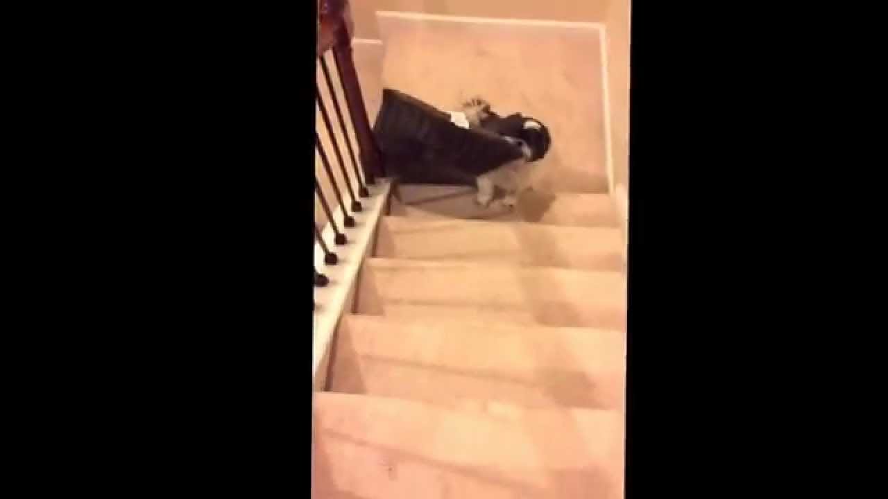 Funny dog going up stairs - YouTube