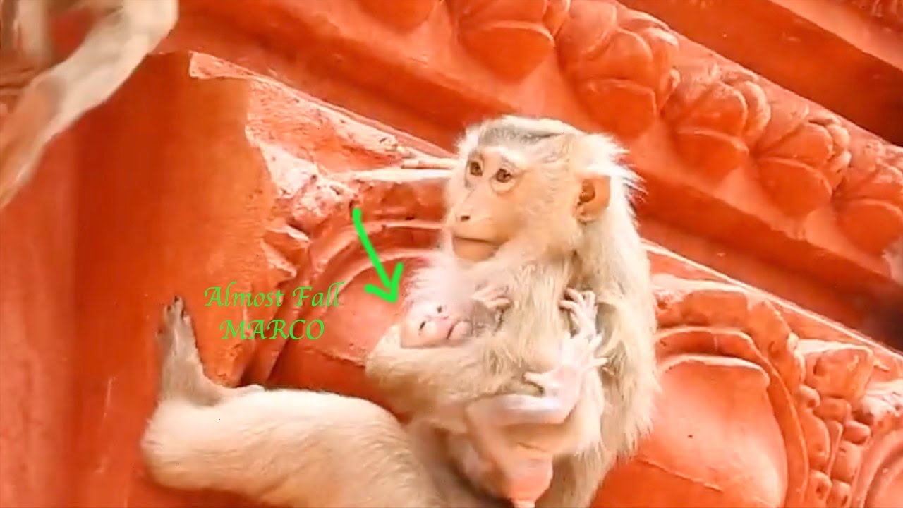 Almost Fall down, Very lucky baby MARCO mom MONNY so fast to catch baby ...
