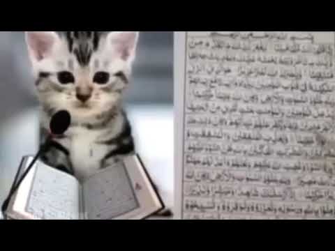 Süphangleallah kuran okuyan kedi