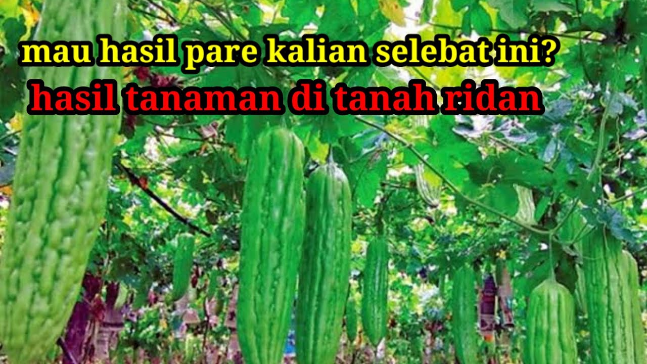 Berapa lama tanaman pare berbuah? kebun pare yang penuh dengan sayur ...