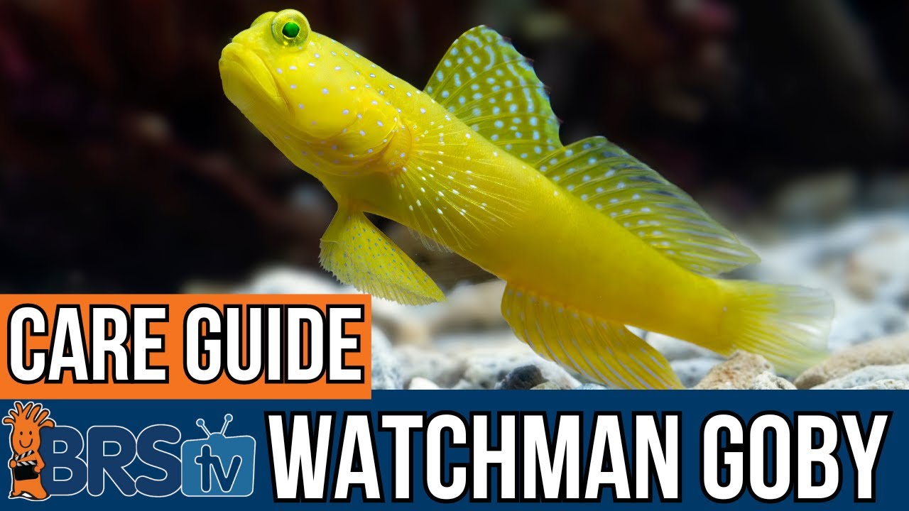 The Basics of Watchman Goby Care! - YouTube