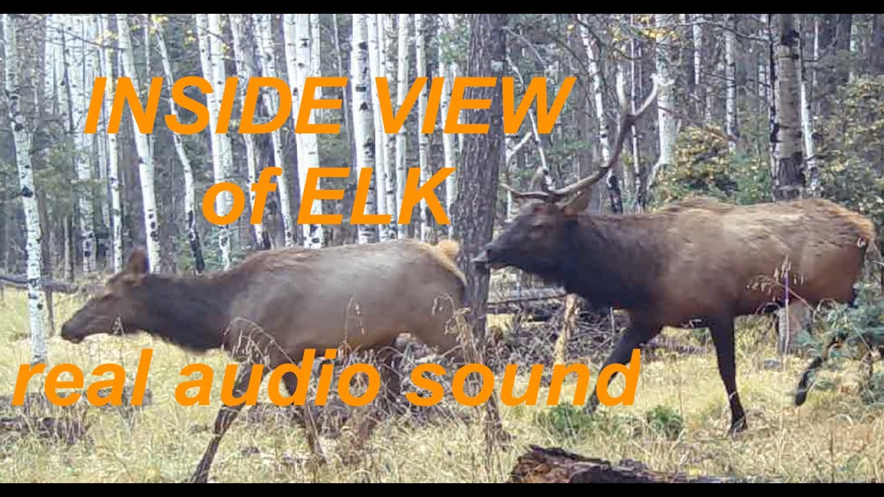 Inside an Elk Herd ... amazing real audio sound ... The Rocky Mountain ...