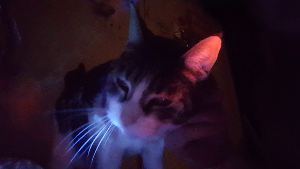 Let It Go, Maraca Cats - YouTube