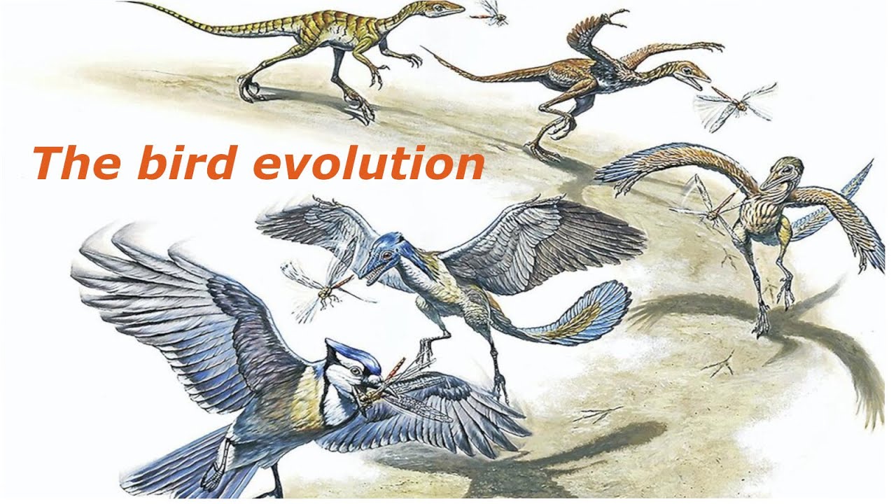 The history of bird evolution. Эволюция птиц на английском языке ...