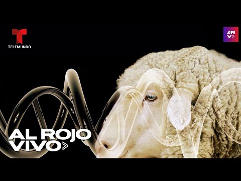 Tipos De Clonaciones Que Existen • TIPOSDE