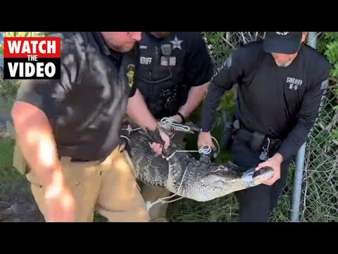 Cop wrangles 7-foot alligator that wandered into school - YouTube