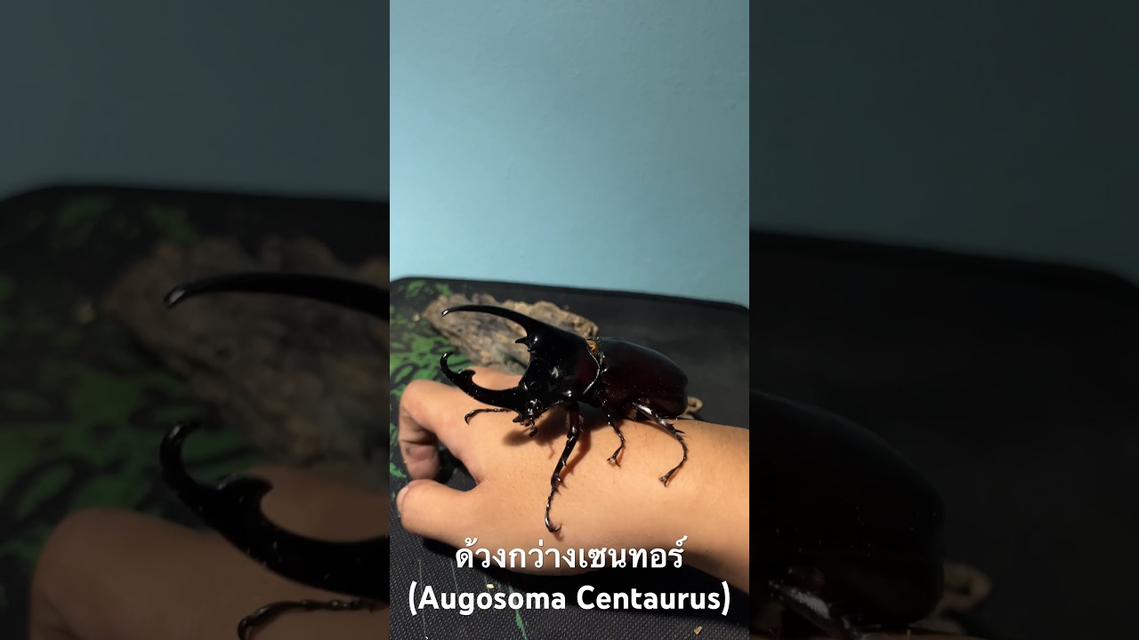 ด้วงกว่างเซนทอร์(augosoma centaurus) #beetle #fly #insects #ด้วงกว่าง ...