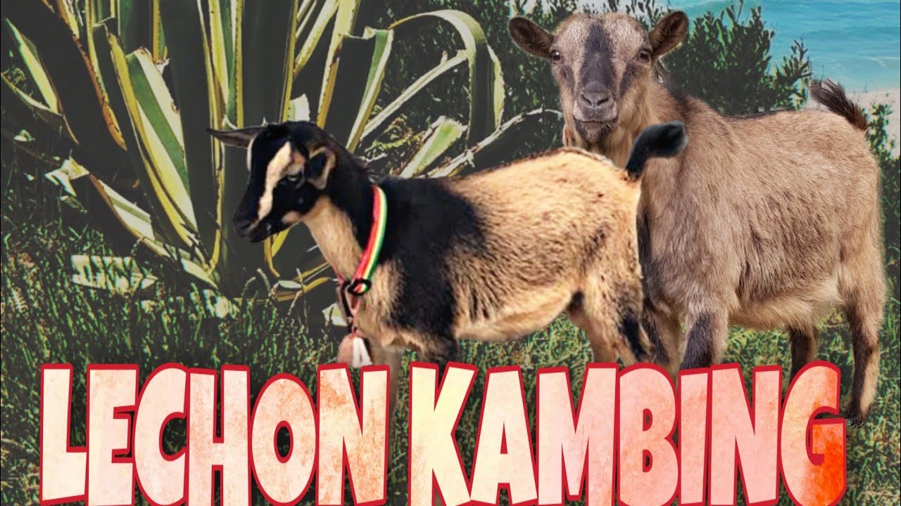 LECHON GOAT ILONGO STYLE IN THE PHILIPPINES mas pinasarap - YouTube