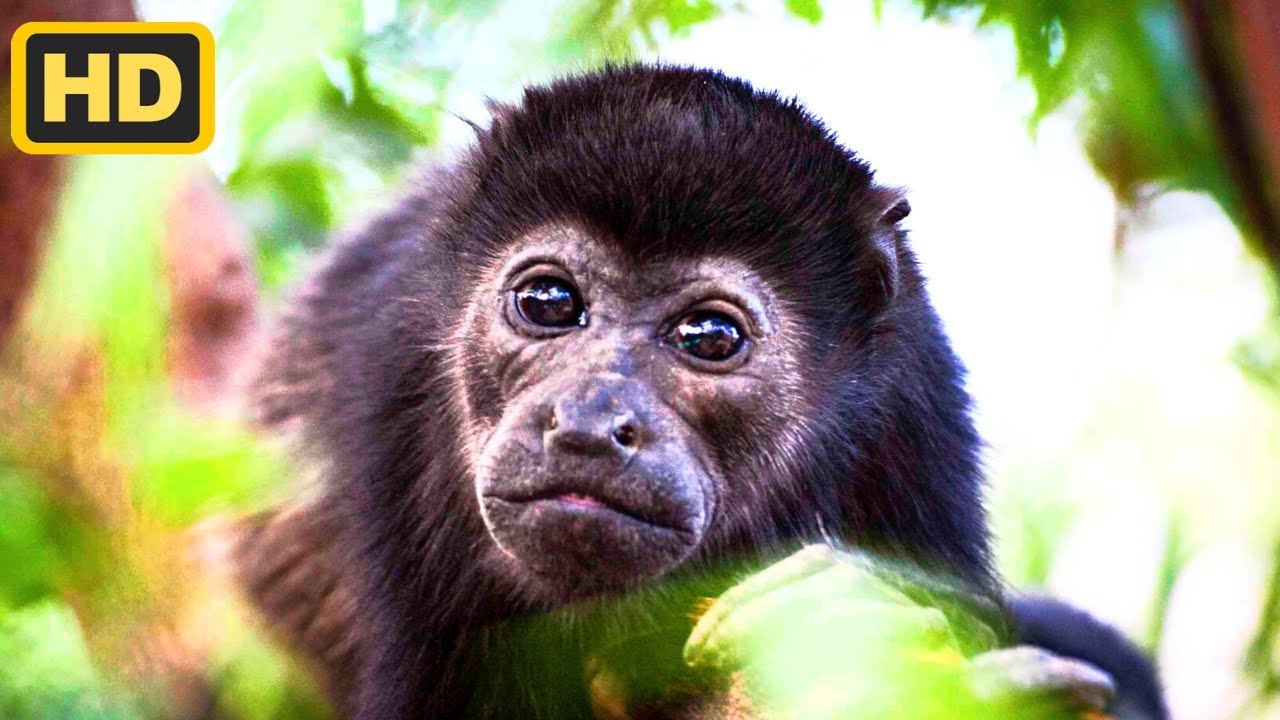 WORLD OF ANIMALS Ultra HD - YouTube