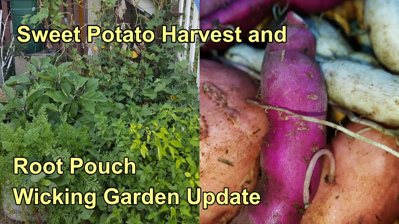 Sweet Potato Harvest & Wicking Root Pouch Garden Update. Feb 2016 - YouTube