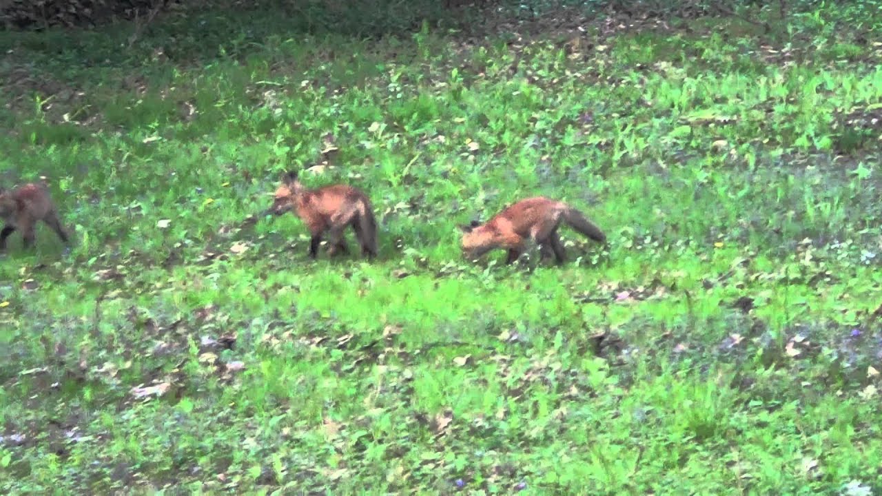 Cute Baby Foxes Playing with Their Dad - YouTube