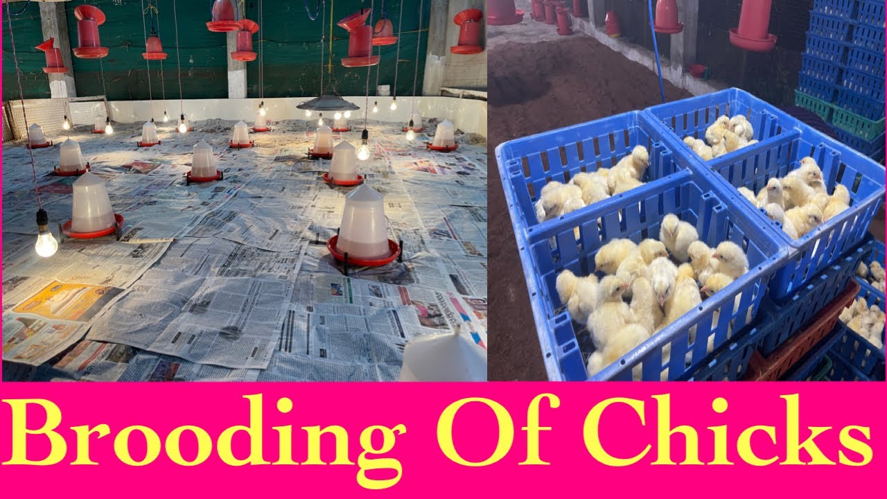 Pre Brooding Management || Day 1 Chick Receiving Protocol || How to ...
