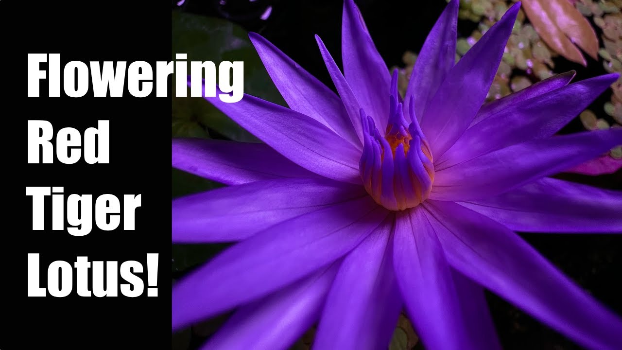 Red Tiger Lotus flowering in aquarium! 4K | timelapse - YouTube