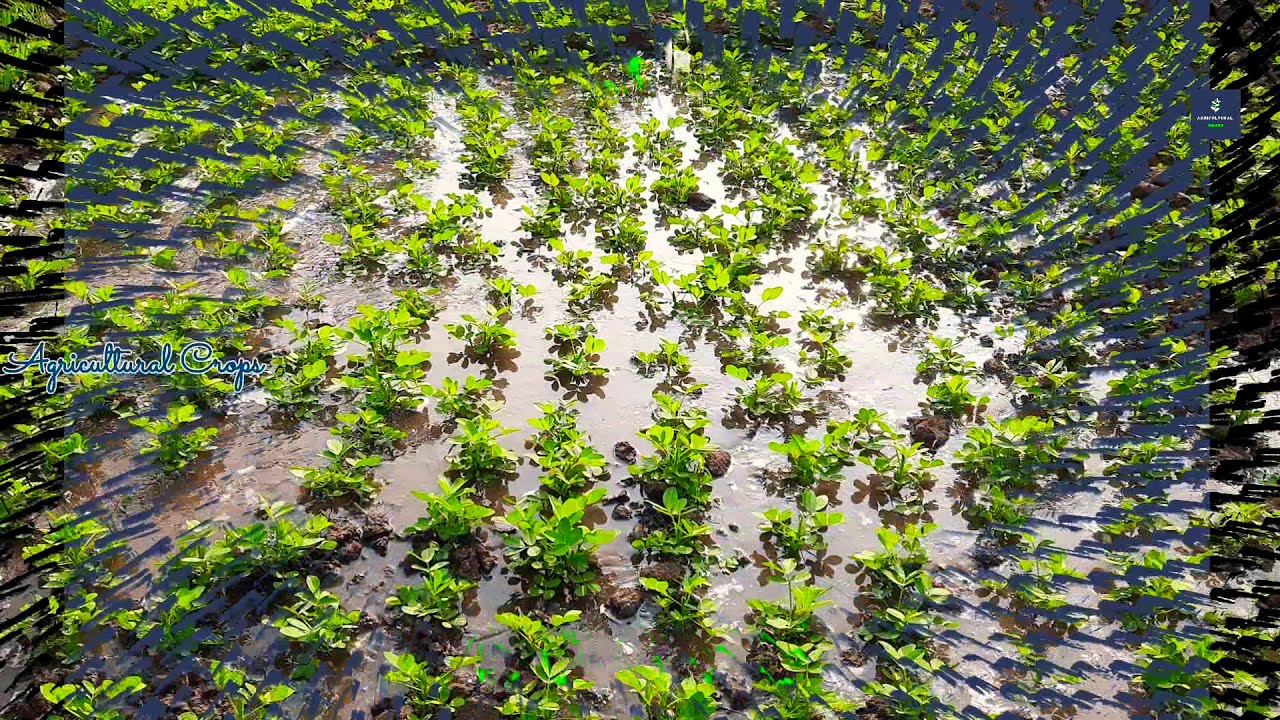 Old Irrigation System in Groundnut Crops Direct Flow Water - YouTube