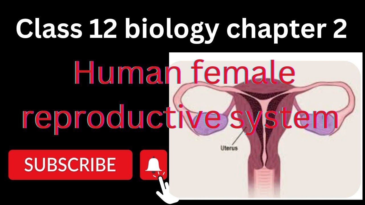 Human Reproduction | Human Female Reproductive System | NEET - YouTube