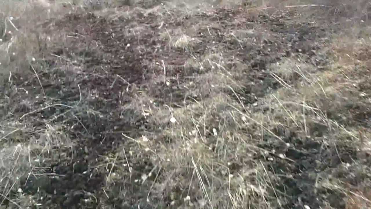 Wainfleet Bog (2/2) - YouTube