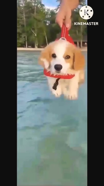 Nikal Gayi Hawa - The FUNNIEST DOG COMPILATION #dog #funny #shorts #doglover #viralvideo # ...