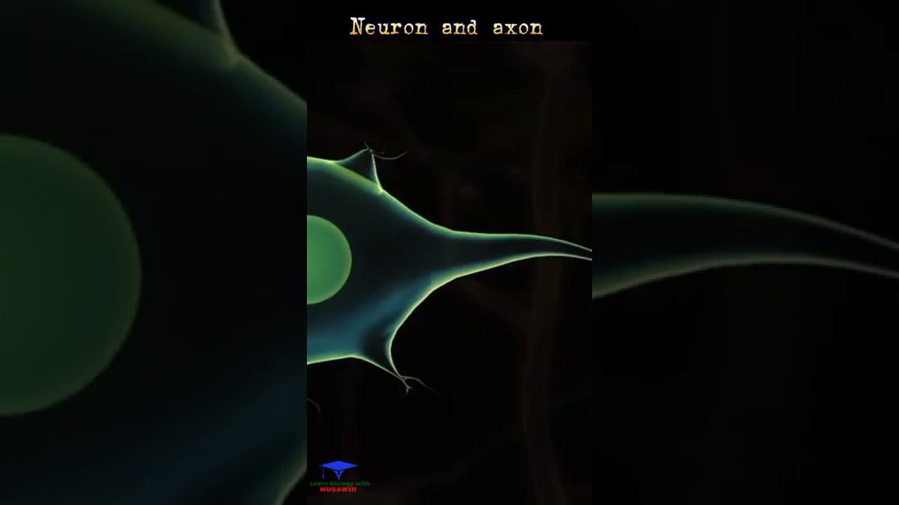 Brain - Neuron and Axon Animation | Medical animation 🩺| #shorts # ...