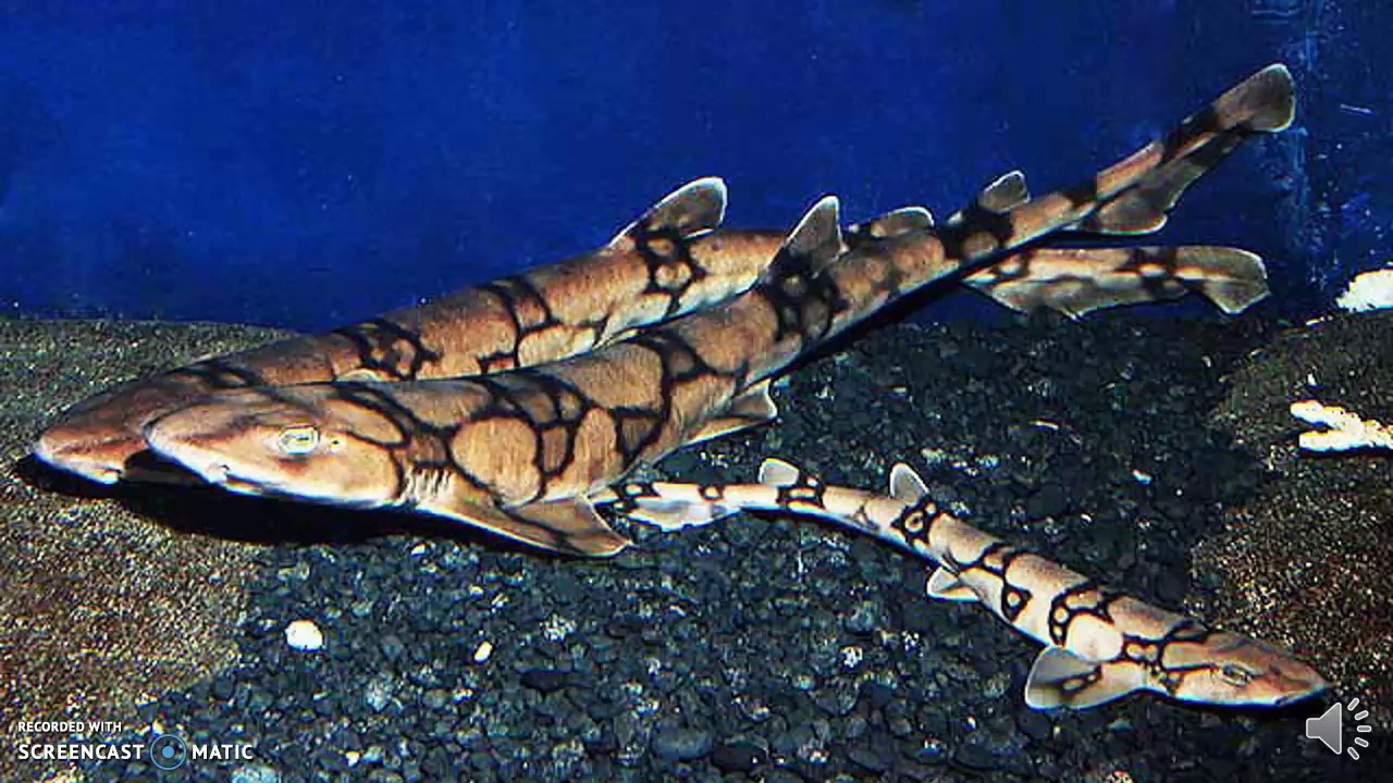 Blobfish by Jessica Olien book trailer - YouTube