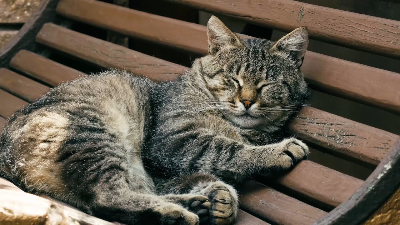 Soothing Music for Cats | Music to Help Your Cat Sleep | Cat Lullaby ...