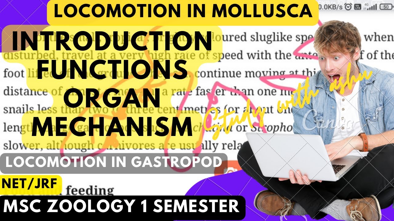 Locomotion in mollusca notes with explanation for msc zoology 1 ...