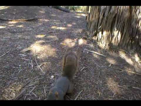 Zombie Squirrels Caught on Camera!! - YouTube