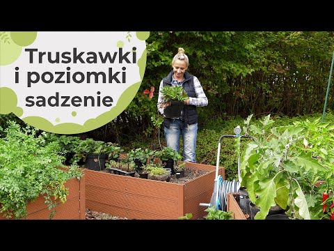 Truskawki i poziomki - sadzenie. Uprawa w ogrodzie i donicach na balkonach i tarasach.