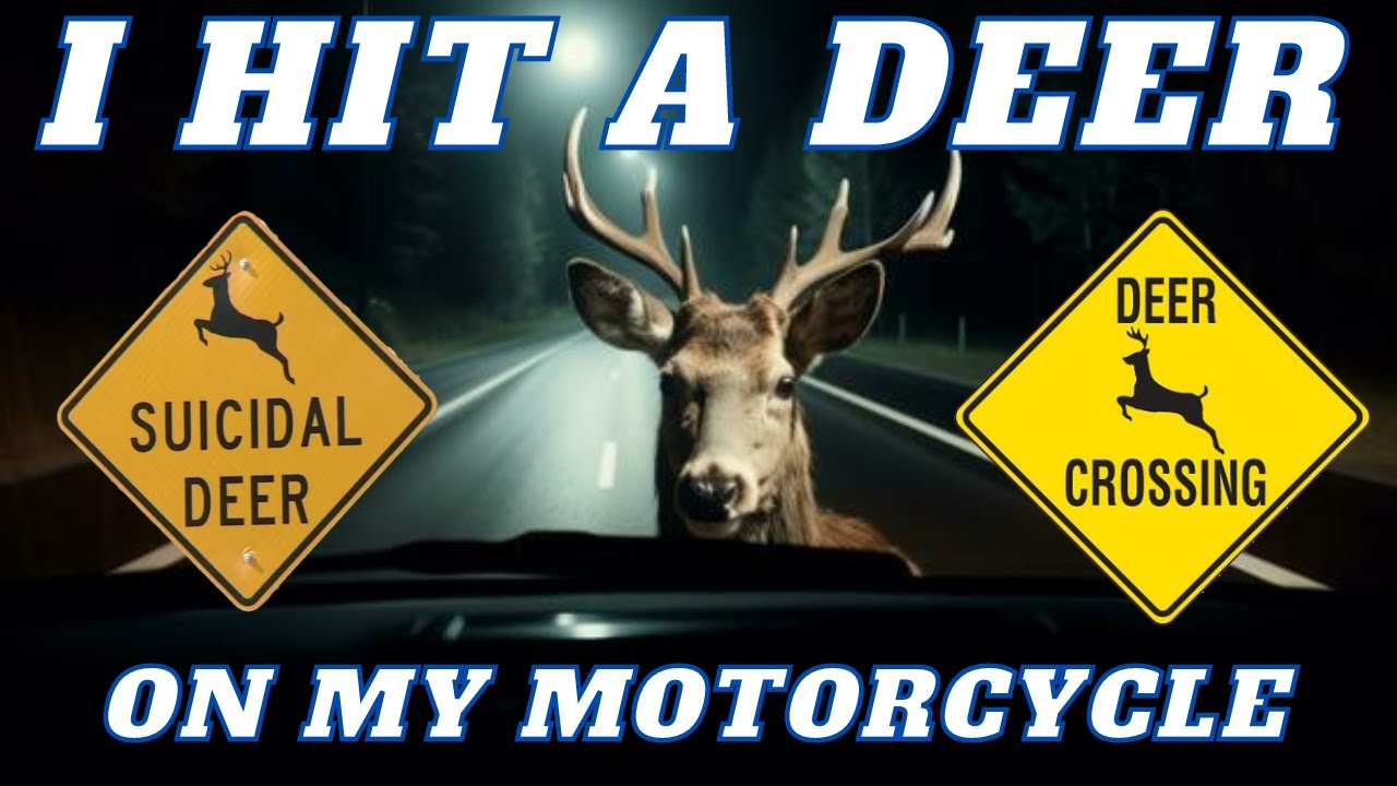 I Hit a Deer and LIVED - YouTube