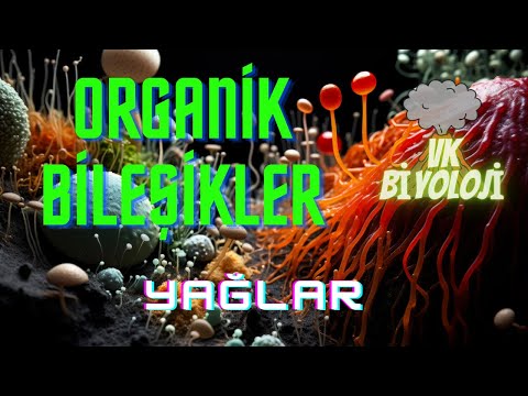 Yağlar (lipitler) Konu anlatımı #yks2024