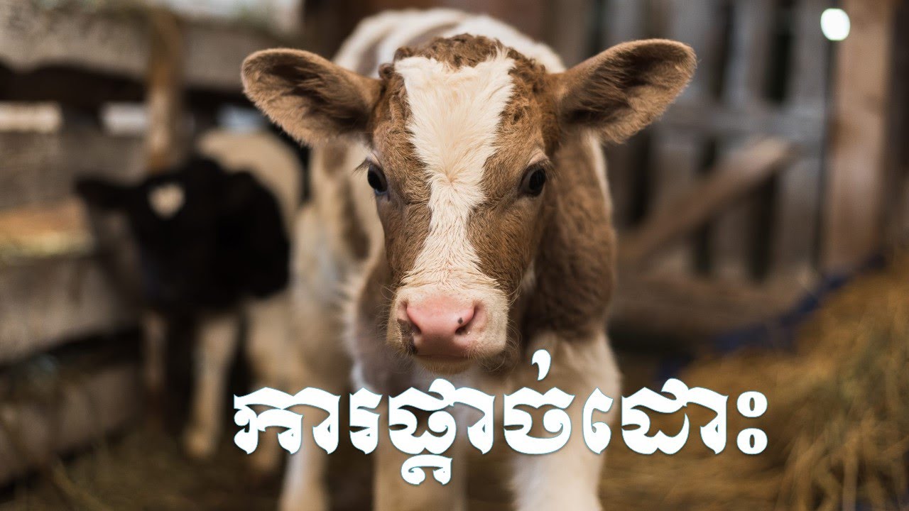 Weaning | Early Weaning - YouTube