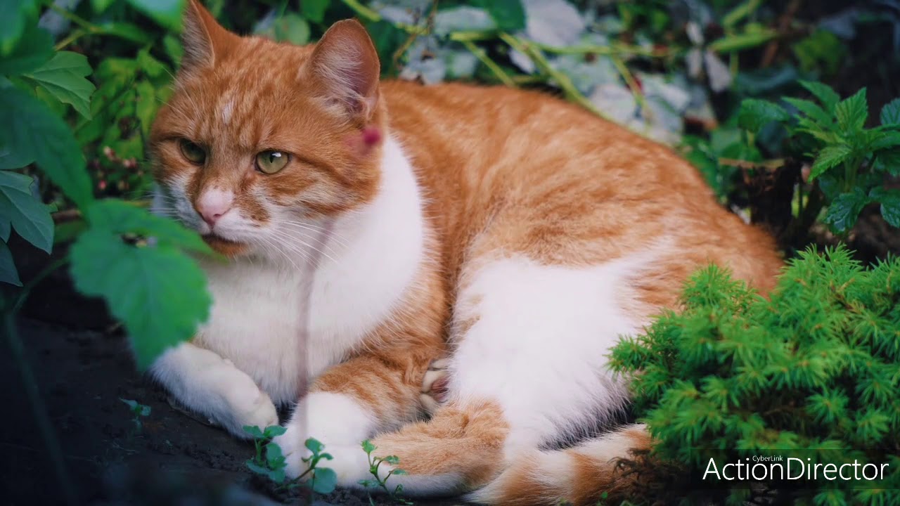 Nature cat outdoor animals - YouTube