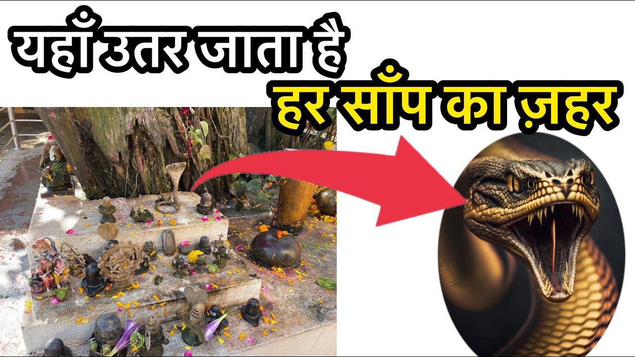 हर साँप का ज़हर,यहाँ हो जाता है बेकार | Dera baba Rudra nand ji una ...