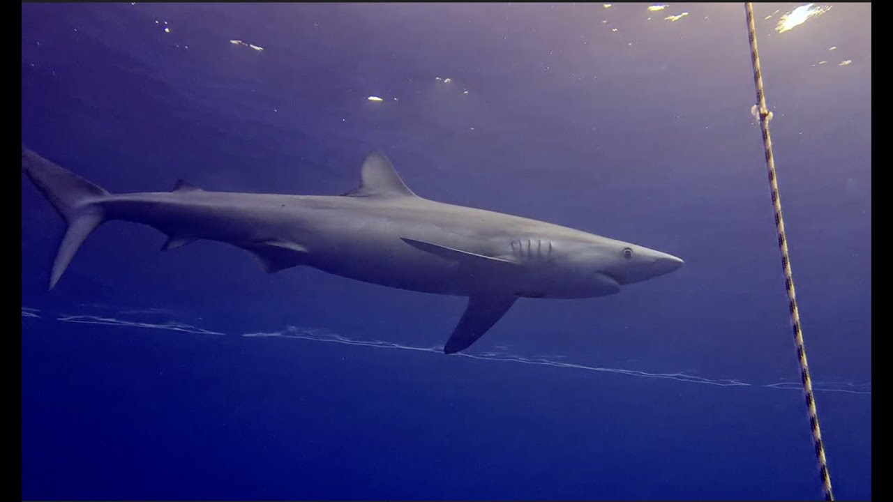 Diving With Blue Sharks in Azores - SeaCrush (September 2021) - YouTube