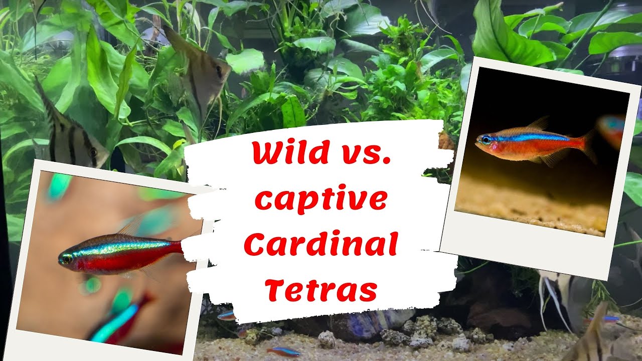 Should you get wild-caught or captive-bred Cardinal Tetras? - YouTube