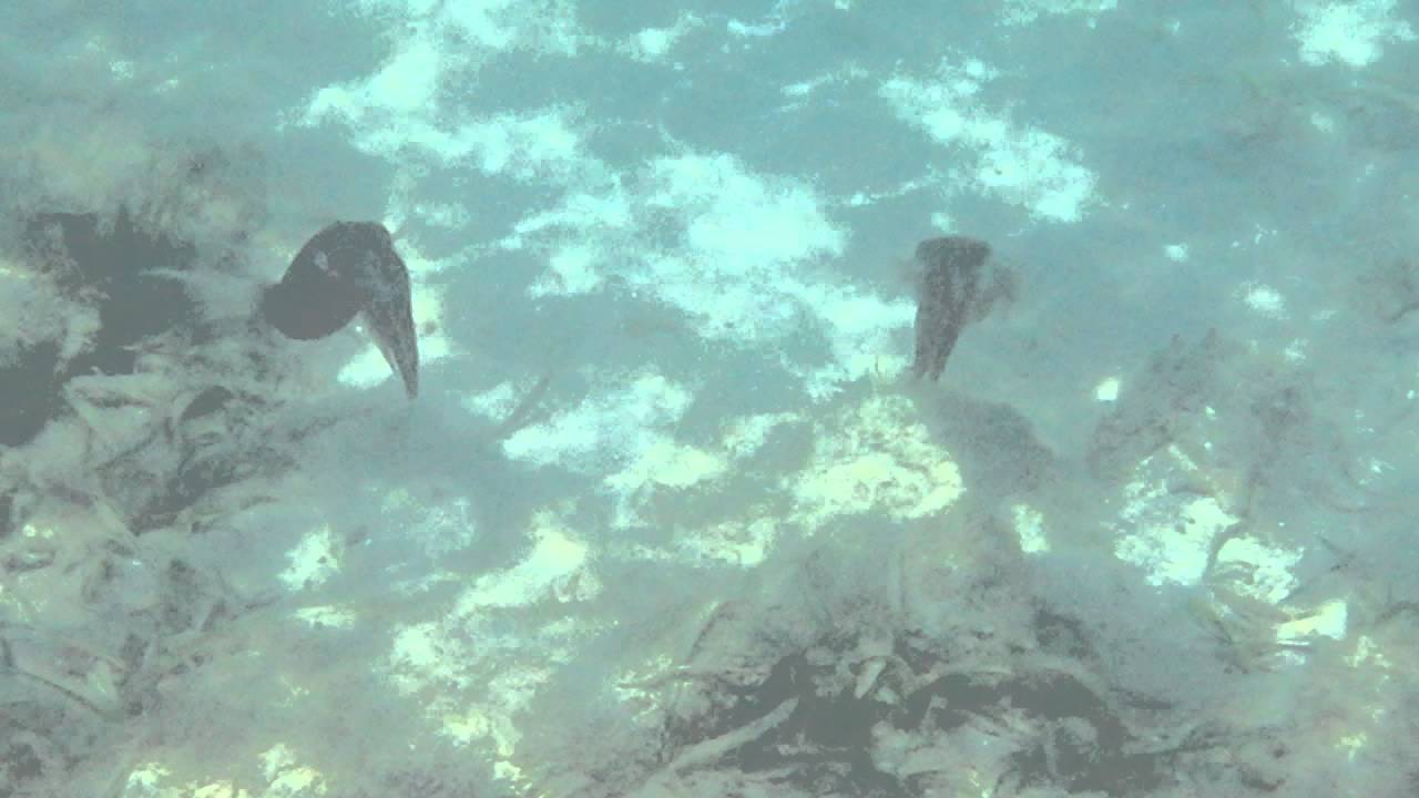 Cuttle Fish at St. Thomas - YouTube
